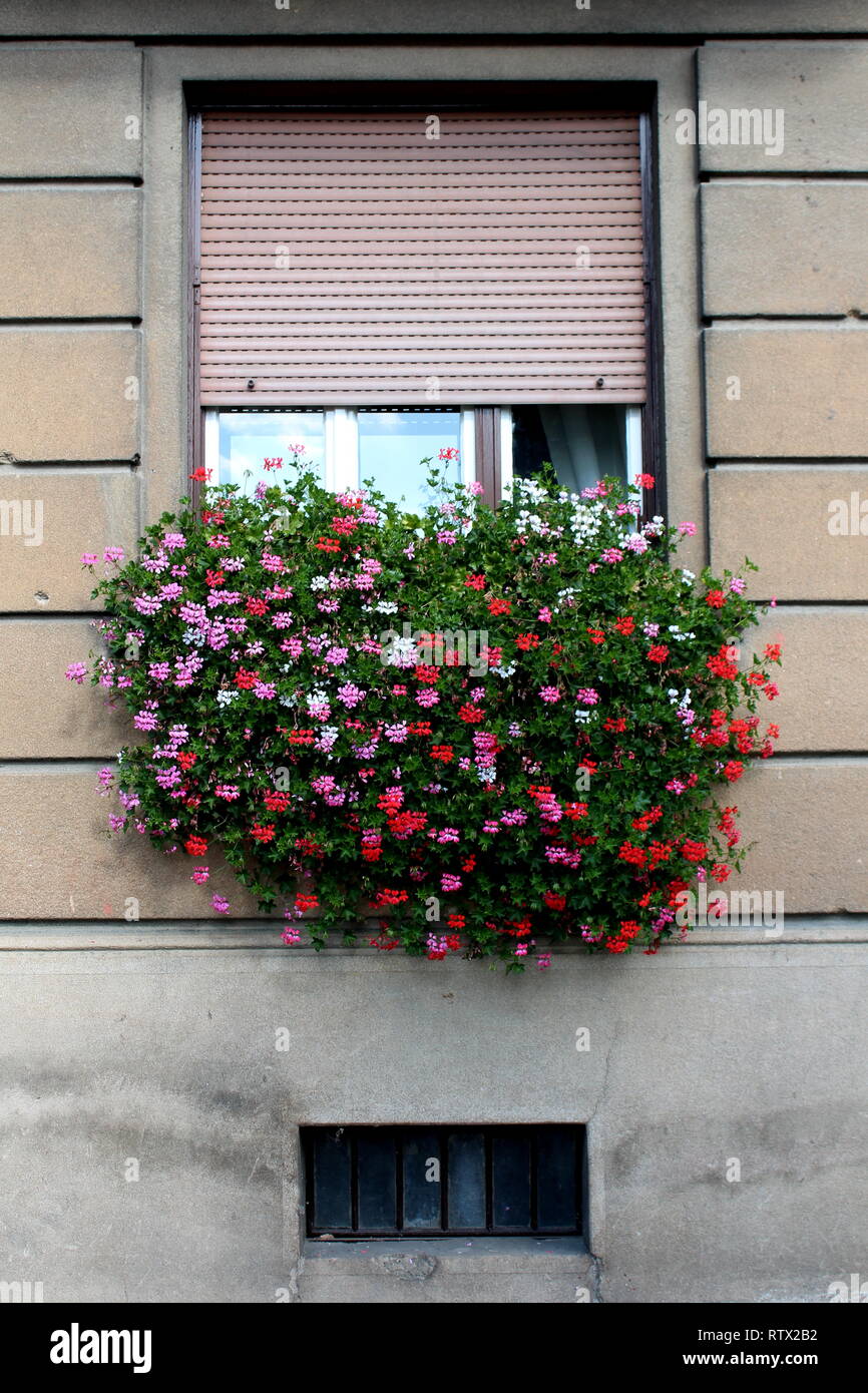 Pelargonium In Pot High Resolution Stock Photography and Images - Alamy