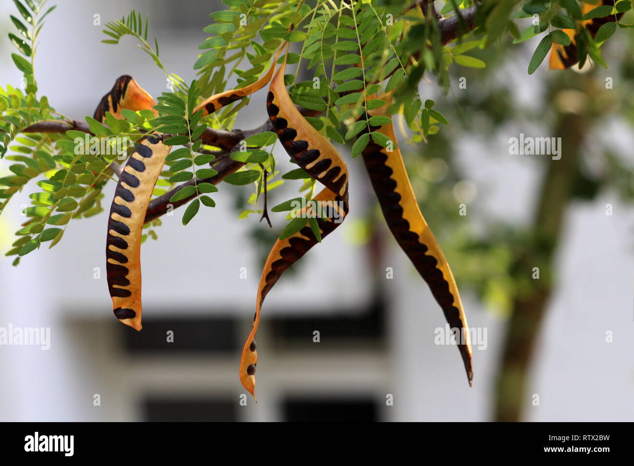 Locust bean hi-res stock photography and images - Alamy
