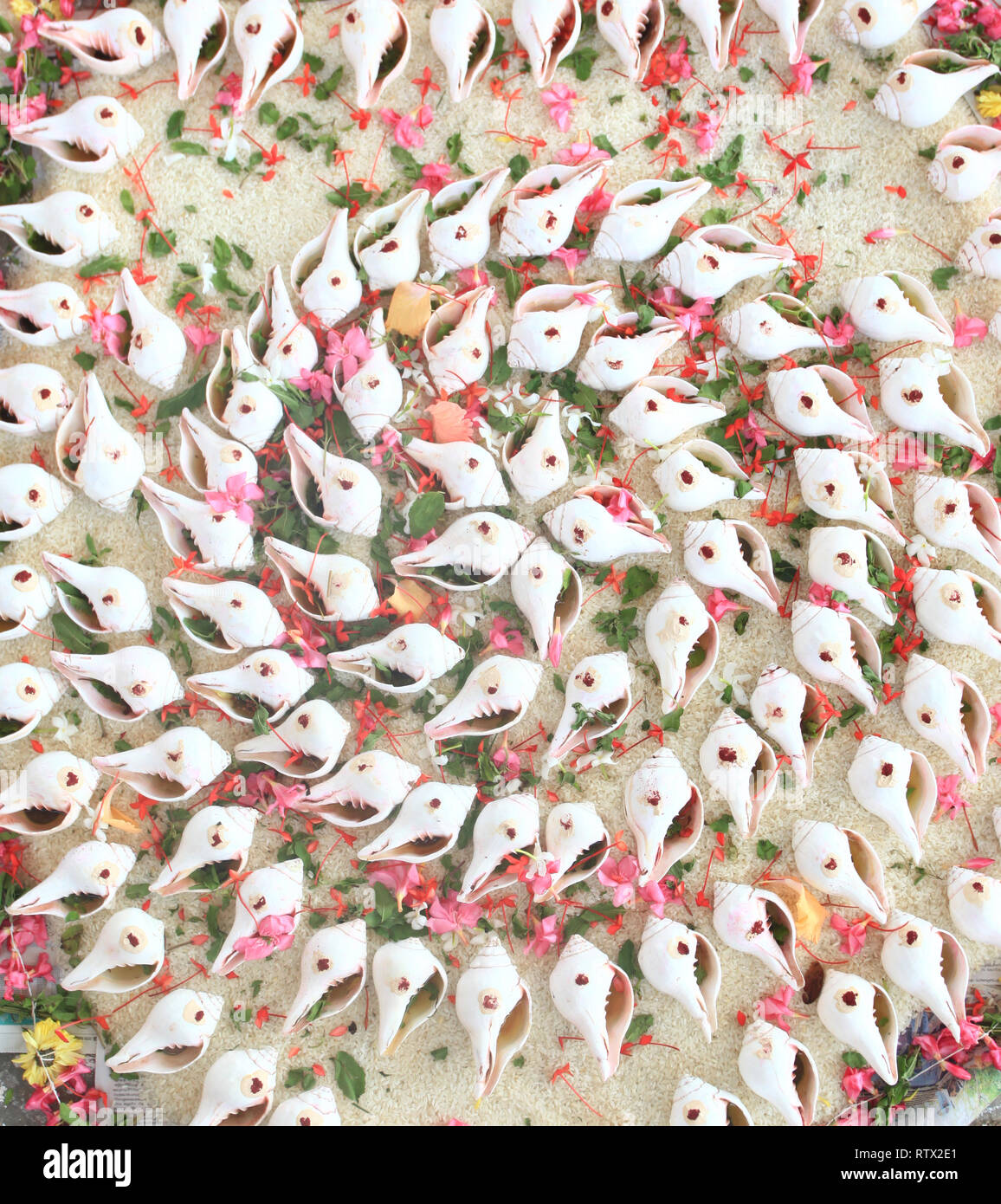 Kerala sea shells hi-res stock photography and images - Alamy