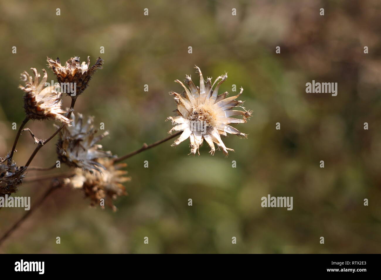 Shriveled leaves hi-res stock photography and images - Alamy