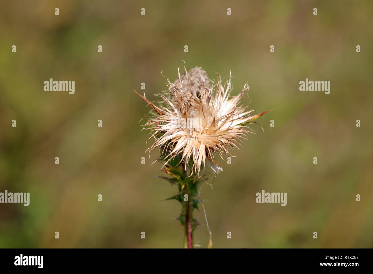 Gobo hi-res stock photography and images - Alamy