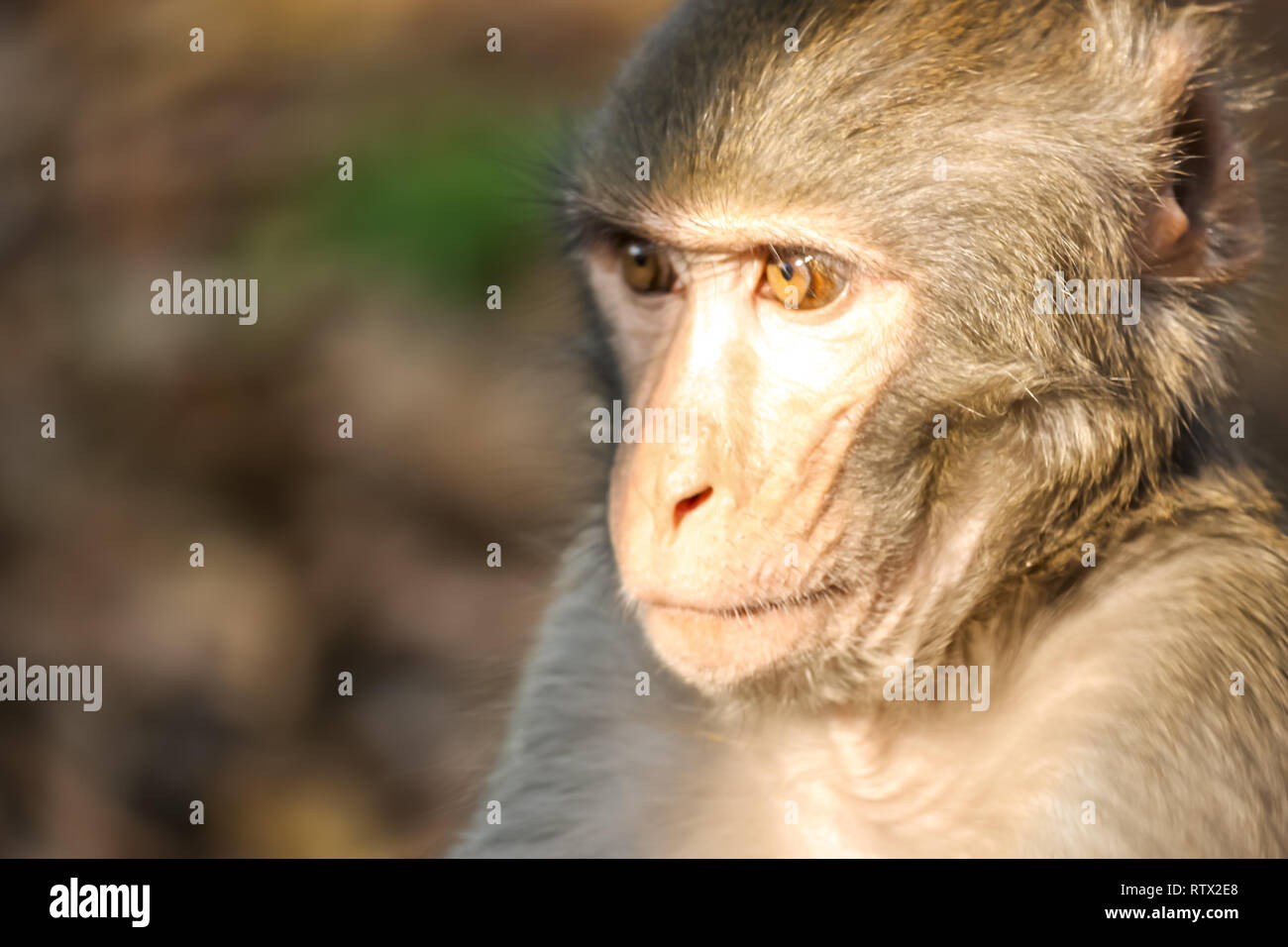 A Monkey - Head View Stock Photo - Alamy
