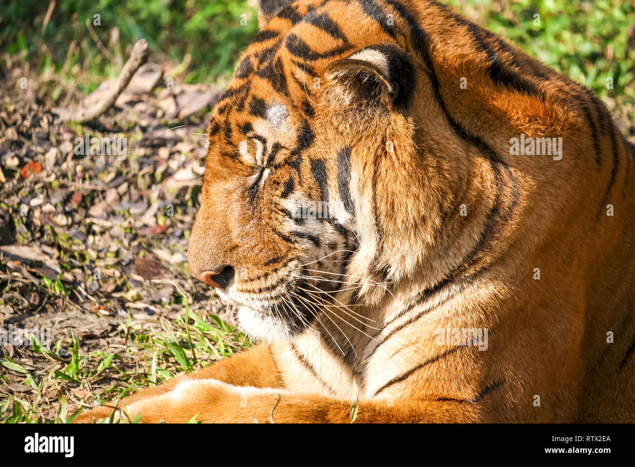 Tiger roar hi-res stock photography and images - Alamy