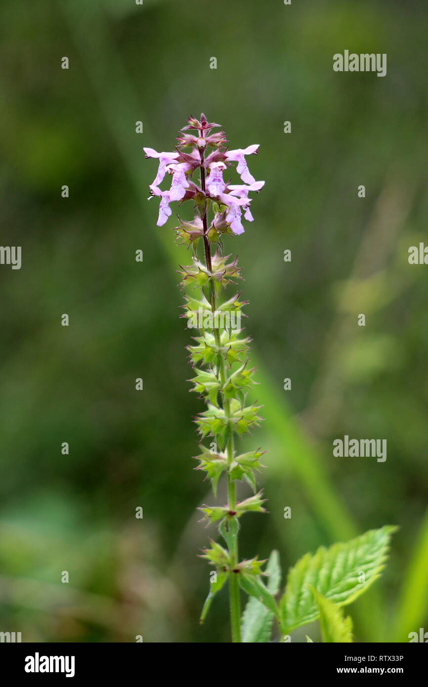 Hedge woundwort or Stachys sylvatica or Whitespot or Hedge nettle erect ...