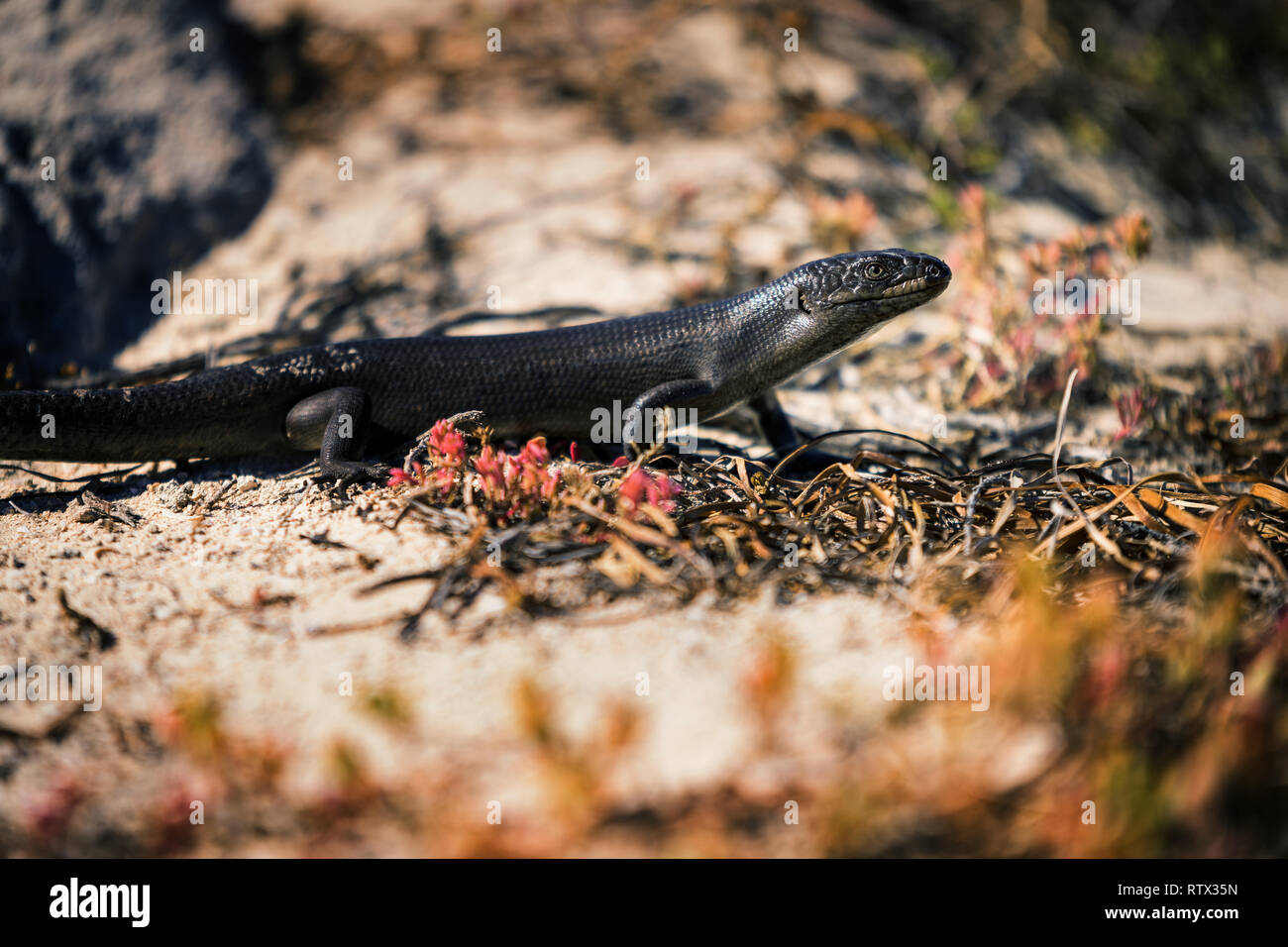 Western Australia black King Skink Stock Photo - Alamy