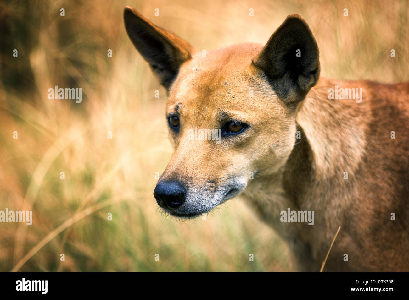 Dingo dog face hi-res stock photography and images - Alamy