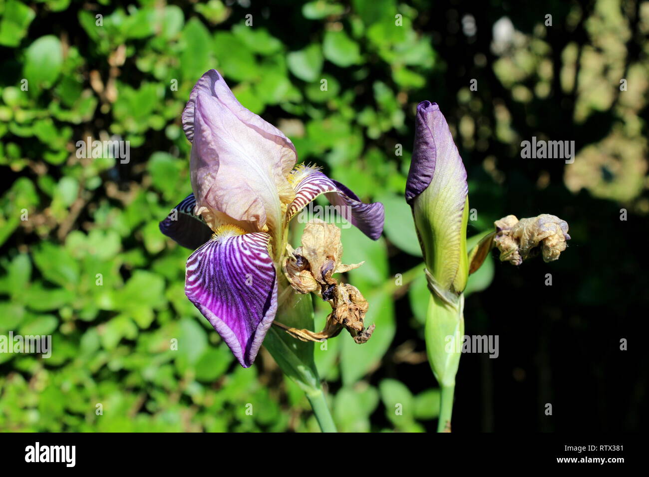 Iris flowering perennial plant with showy white to dark violet closed ...