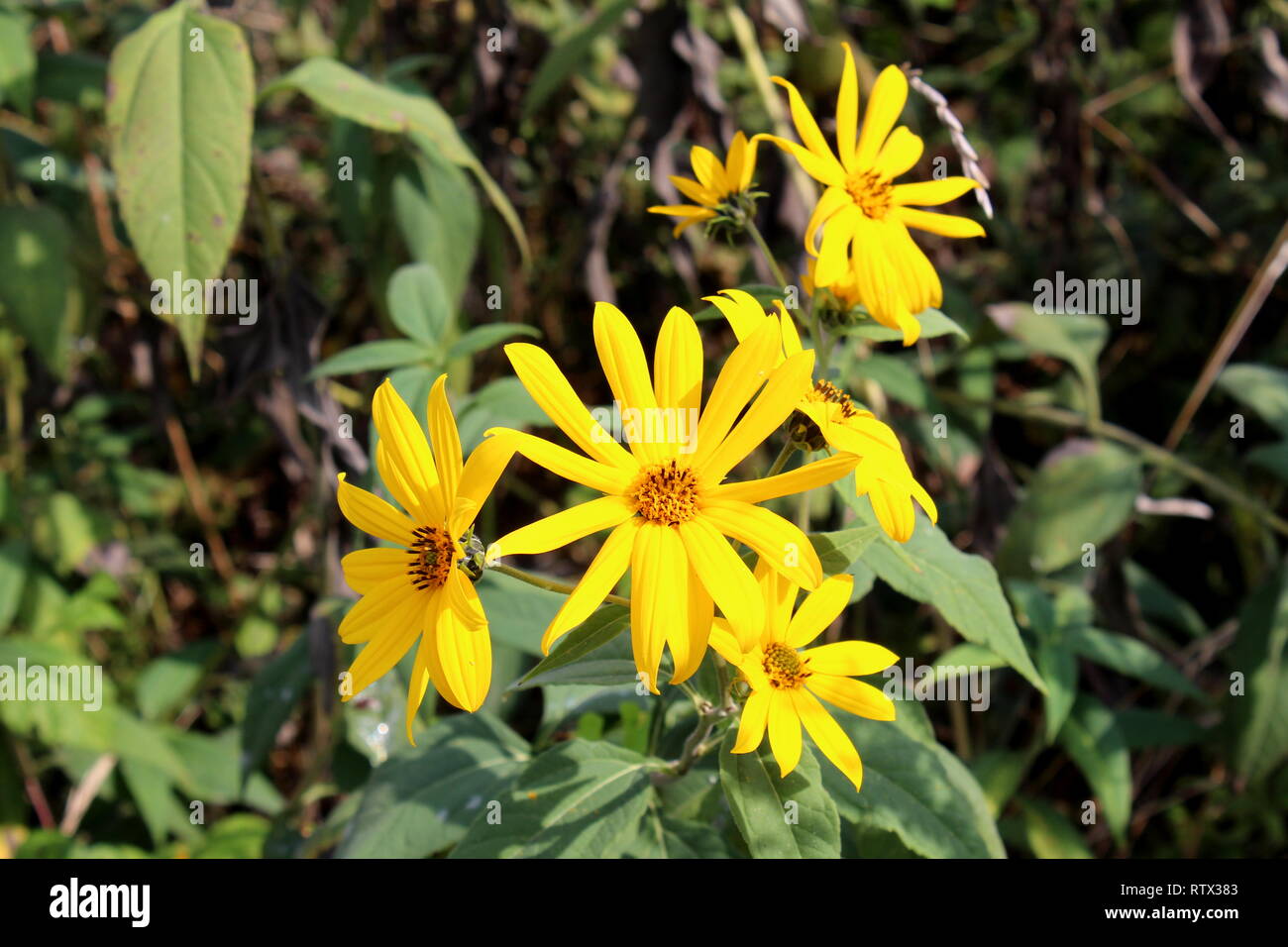 Jerusalem artichoke or Helianthus tuberosus or Sunroot or Sunchoke or ...