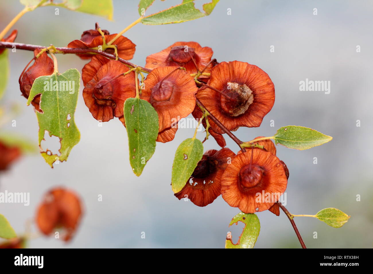 Jerusalem thorn hi-res stock photography and images - Alamy
