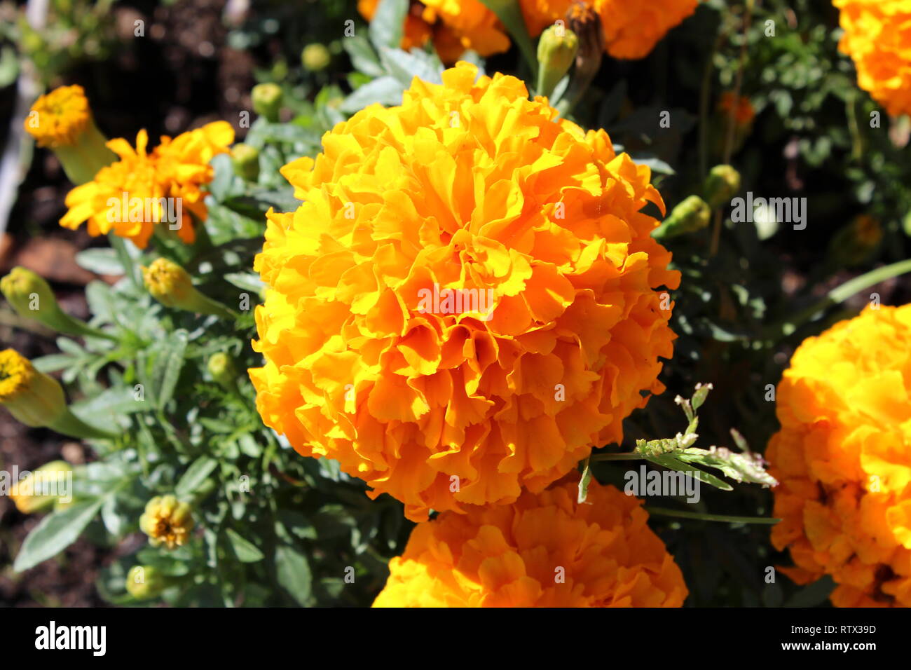 English Marigold High Resolution Stock Photography and Images - Alamy