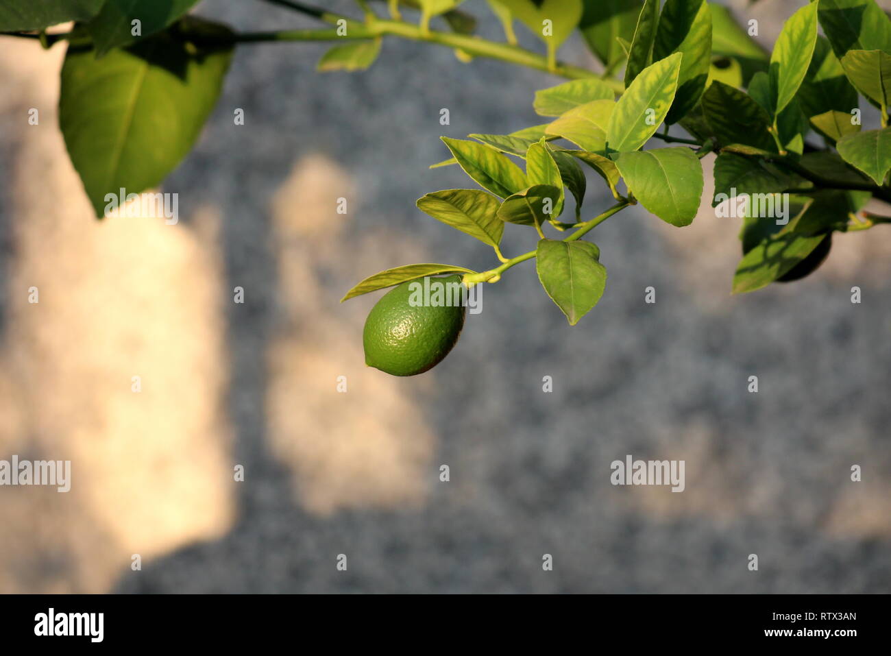 Lemon or Citrus limon plant with single bright green fresh lemon fruit ...