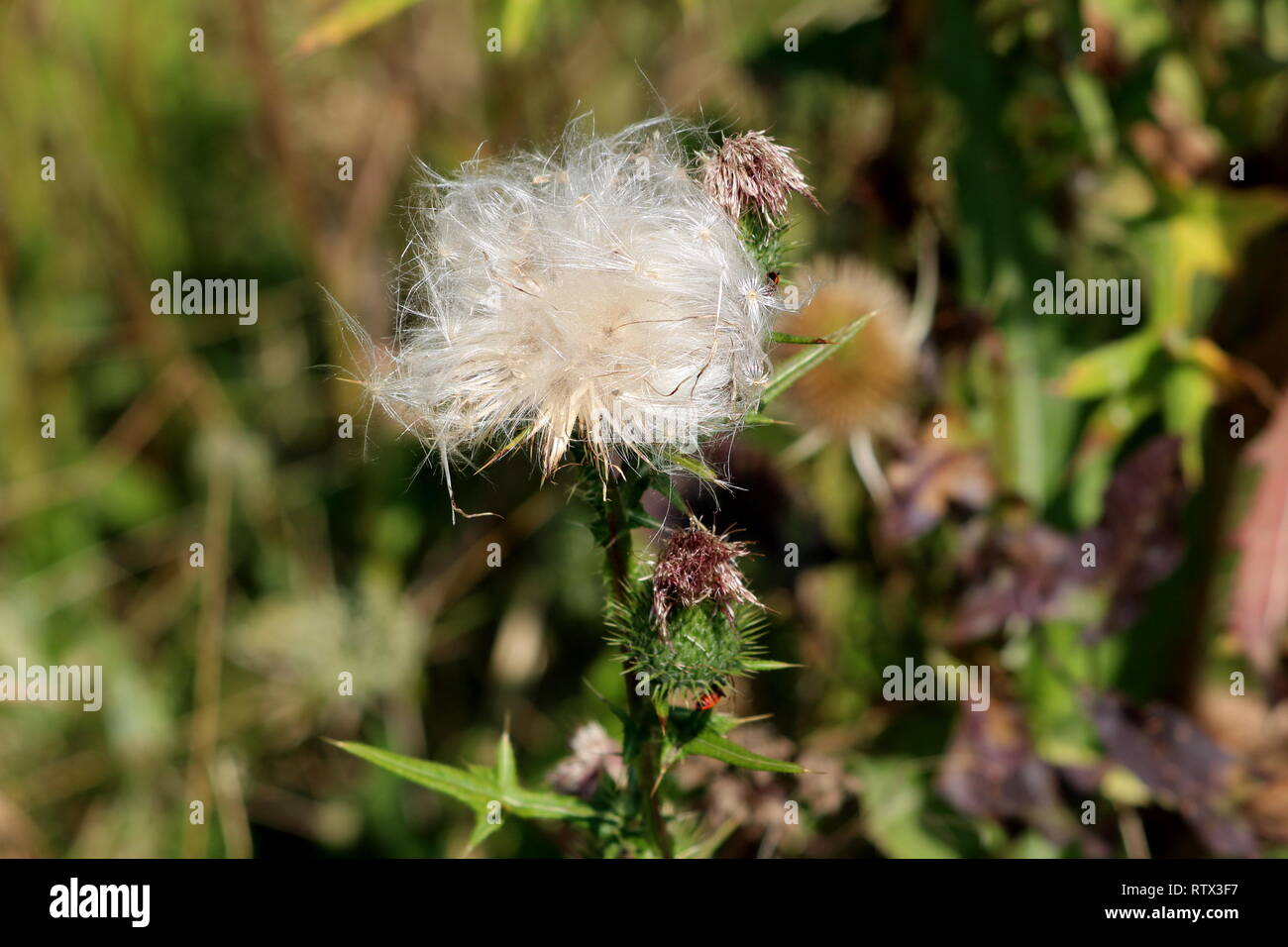 Matured and open Greater burdock or Arctium lappa or Edible burdock or ...