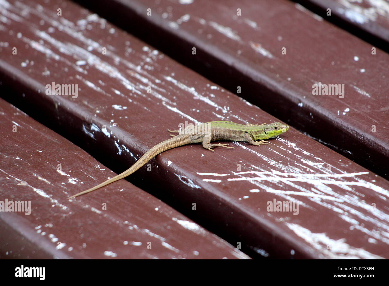 Mediterranean small green lizard calmly standing on dilapidated wooden ...