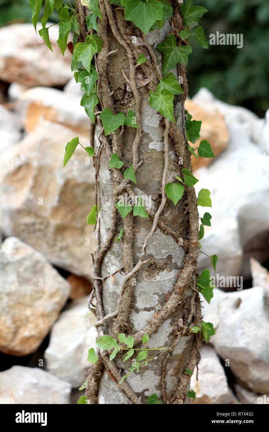 Plant wrapped around hi-res stock photography and images - Alamy