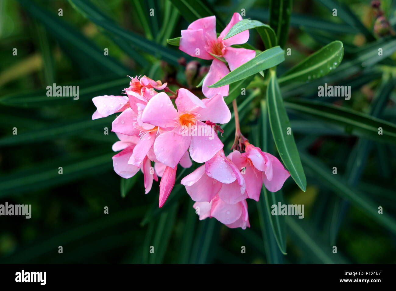 Oleander or Nerium oleander shrub plant with fully open blooming light ...