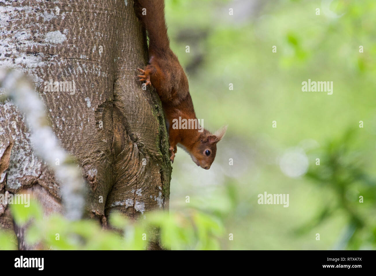 Wild Red Squirrel in Scotland Stock Photo - Alamy
