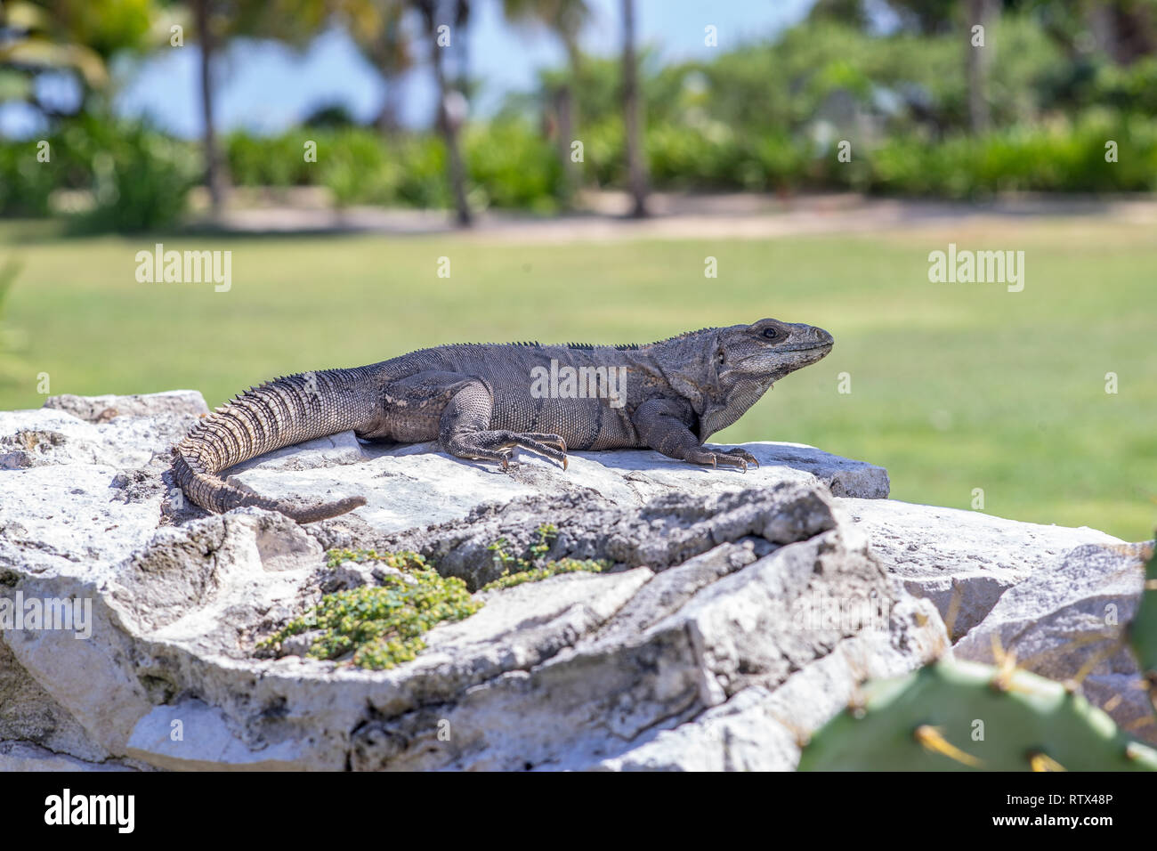 Iguana in Tulum archaeological park, Mexico Stock Photo - Alamy