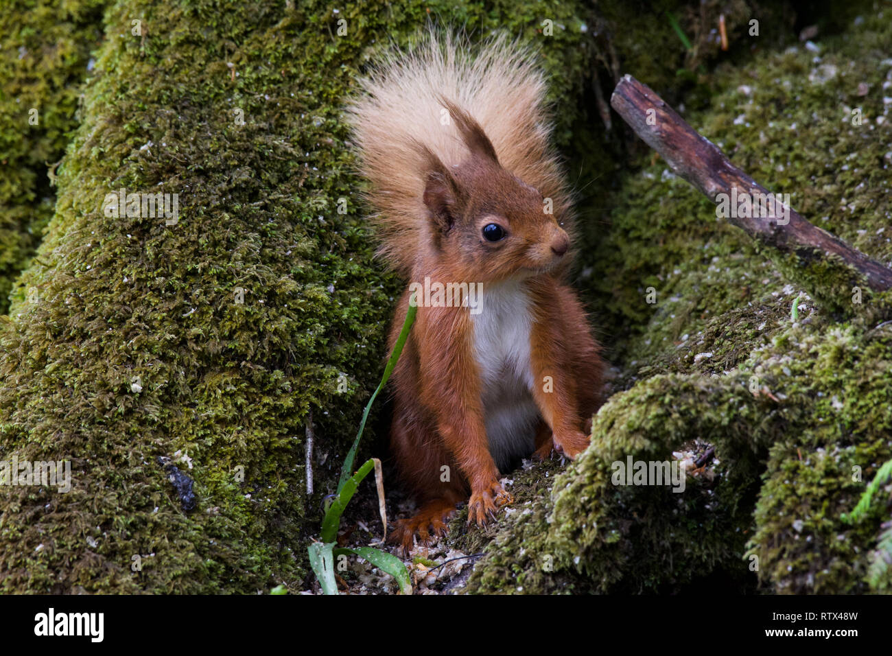 Wild Red Squirrel in Scotland Stock Photo - Alamy