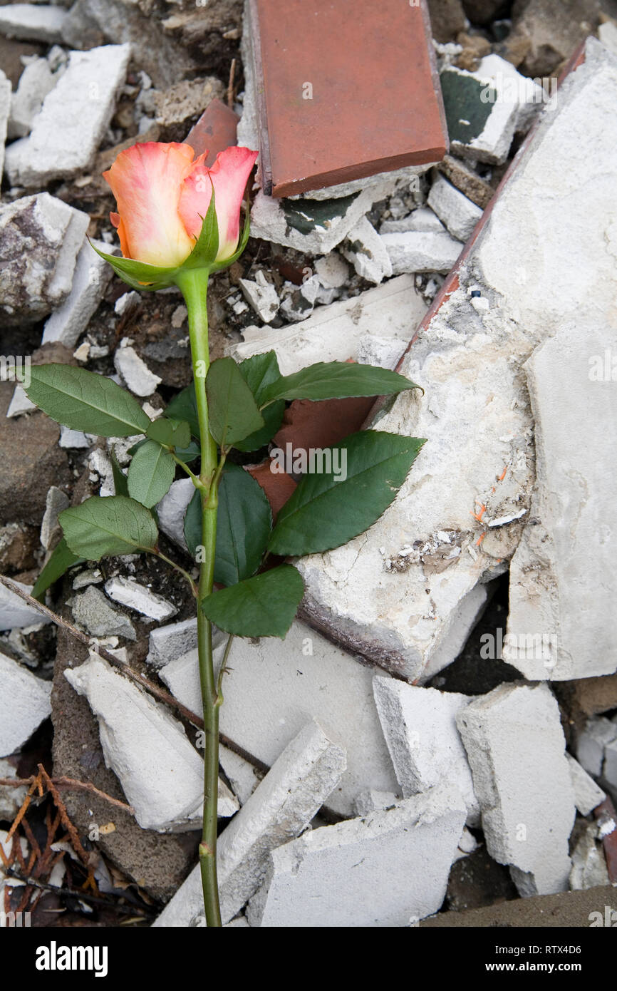 beautiful rose on the rubber - ecology symbol Stock Photo - Alamy