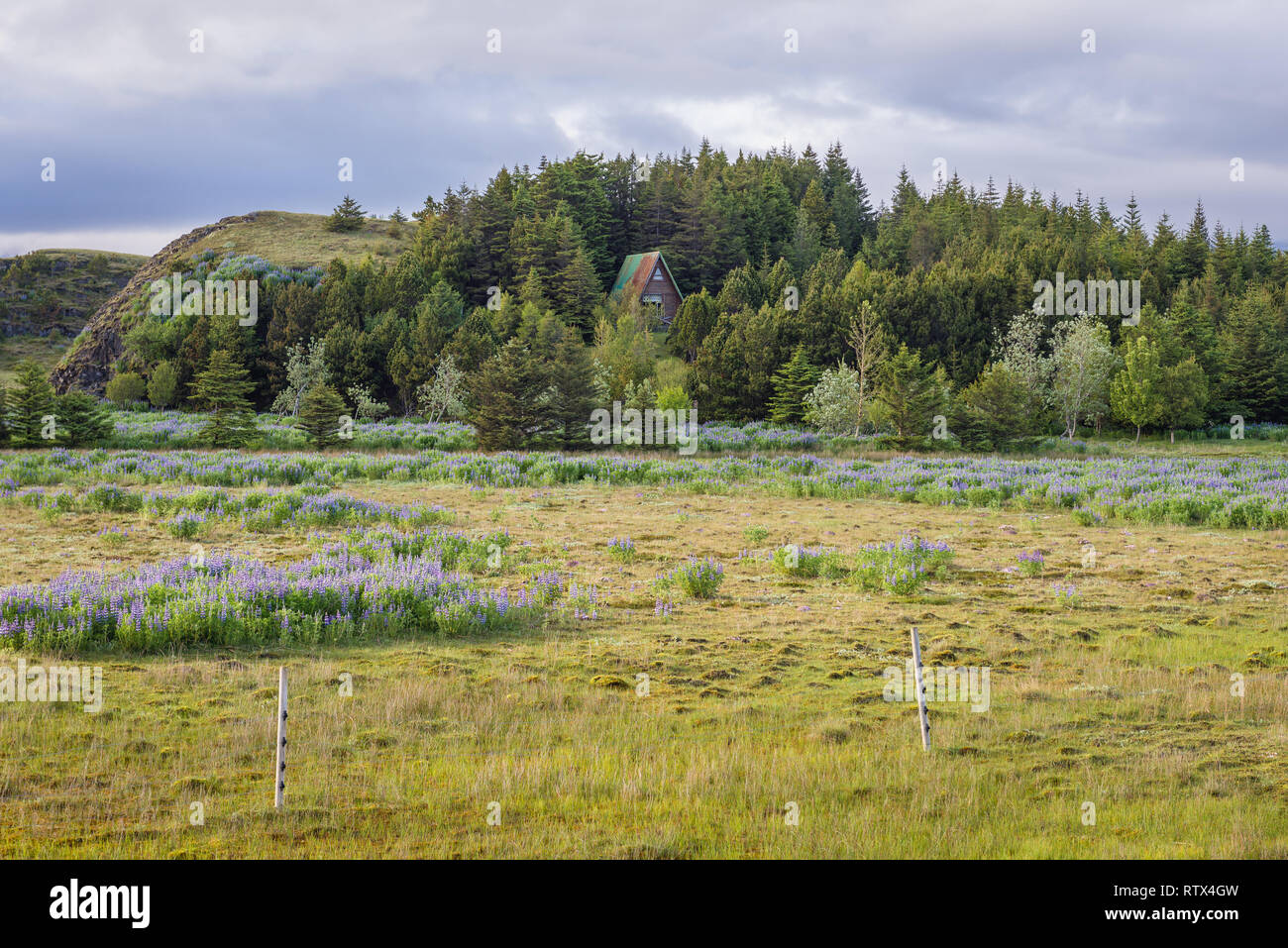 Summer house among trees in southeast part of Iceland Stock Photo - Alamy