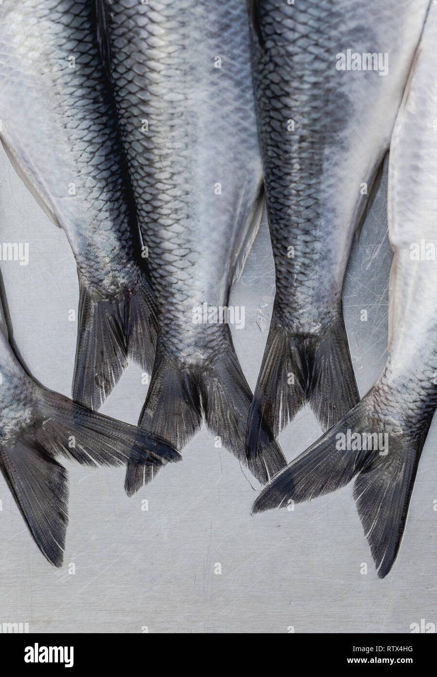 Half fish hi-res stock photography and images - Alamy