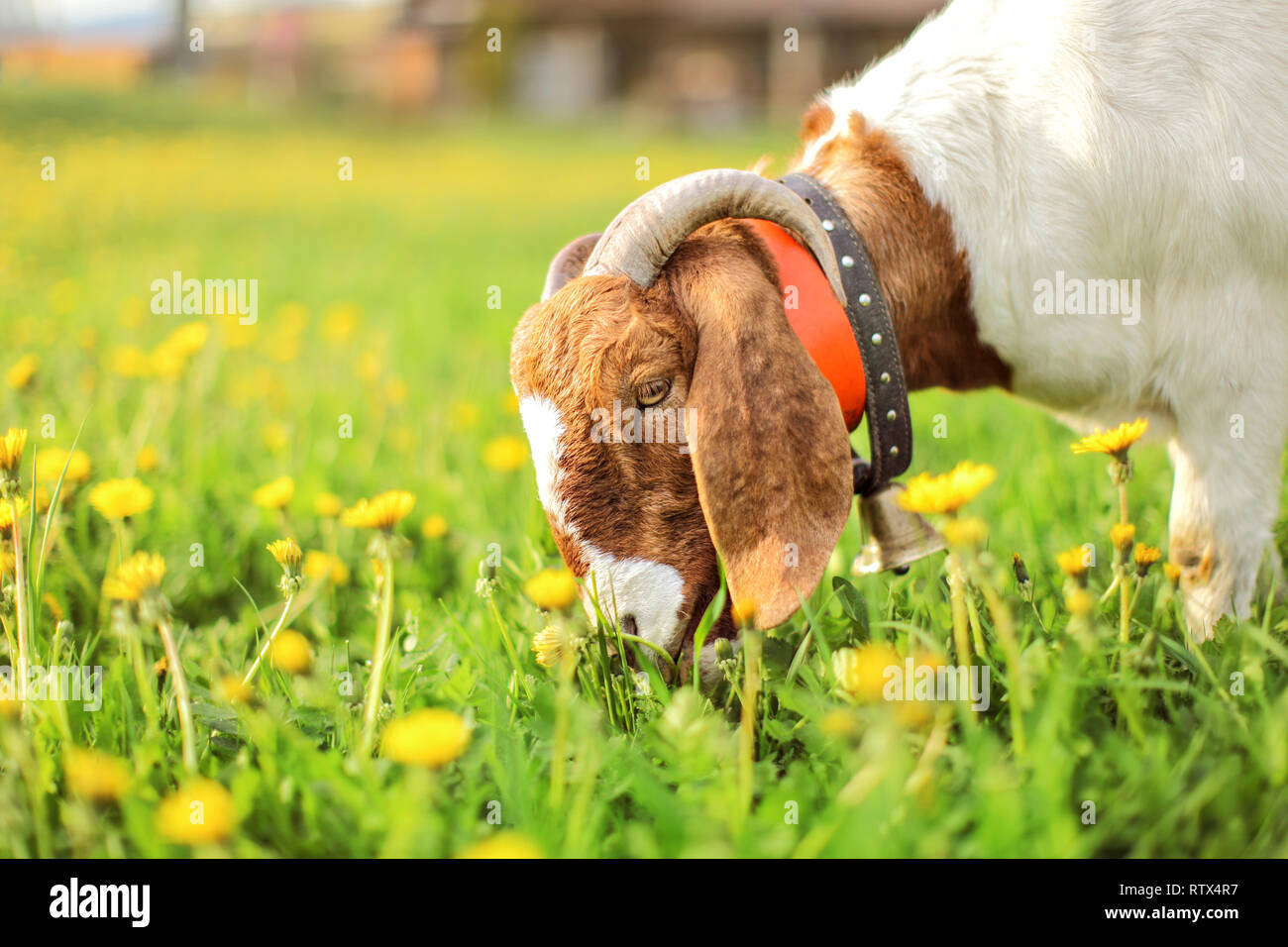 Male boer goat hi-res stock photography and images - Alamy