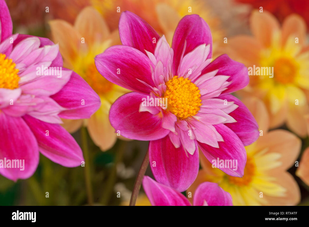 Lynne t hi-res stock photography and images - Alamy