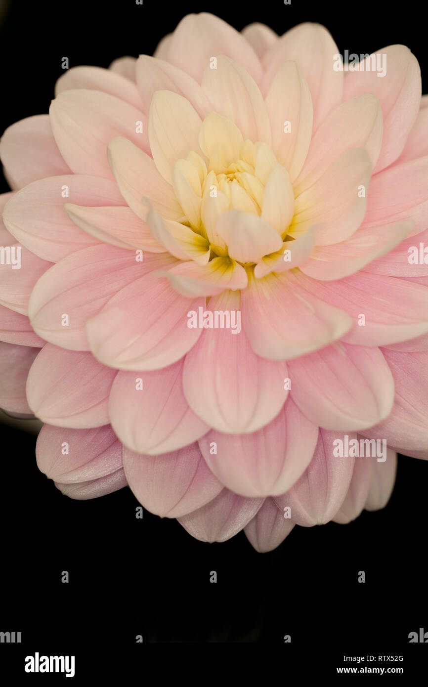 Dahlia 'Bracken Ballerina' Stock Photo - Alamy