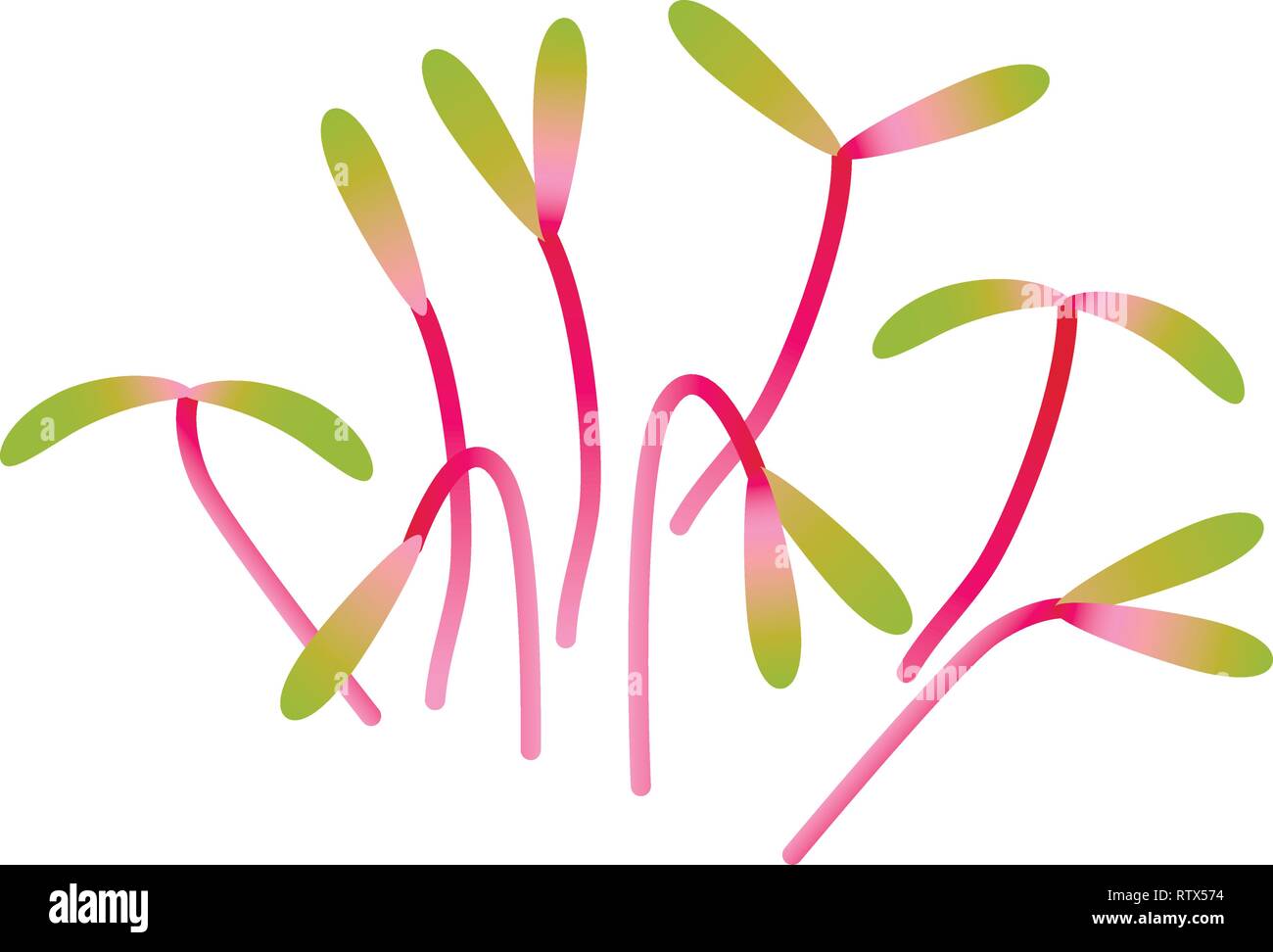 Beet microgreens Stock Vector Images - Alamy