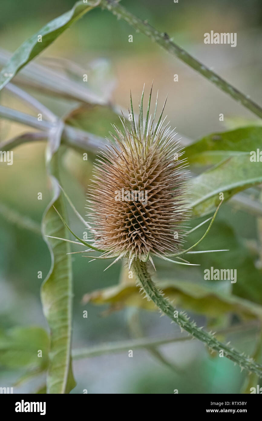 A l wild card hi-res stock photography and images - Alamy