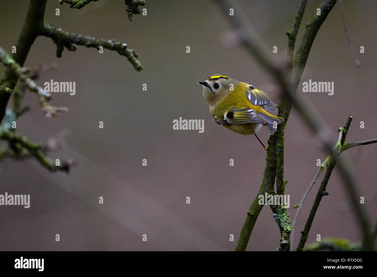 Female Goldcrest High Resolution Stock Photography and Images - Alamy