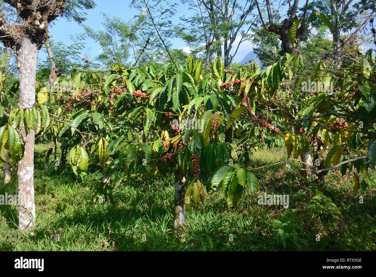 Coffee plantation in Java, Indonesia, Asia Stock Photo - Alamy