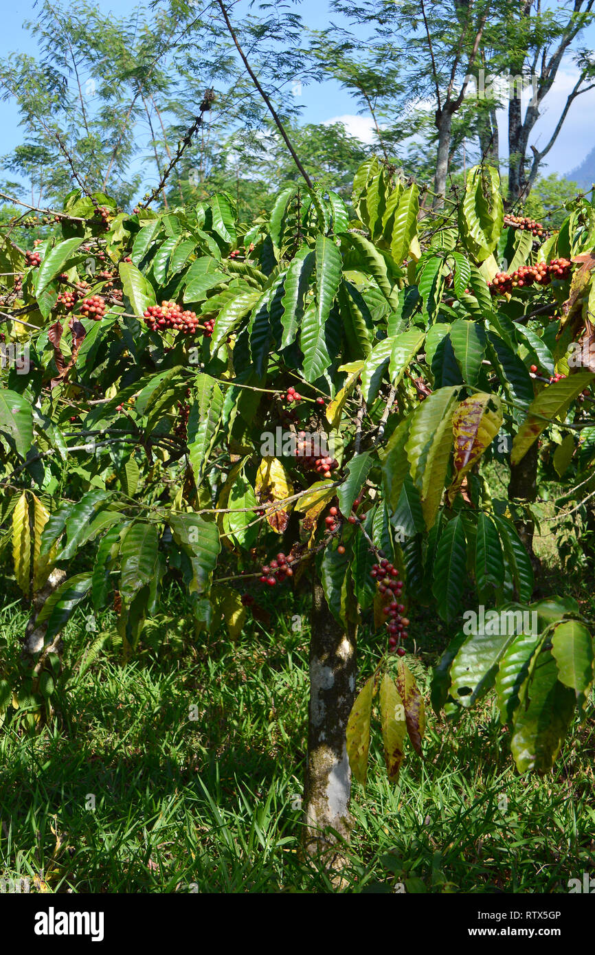Coffee plantation in Java, Indonesia, Asia Stock Photo - Alamy