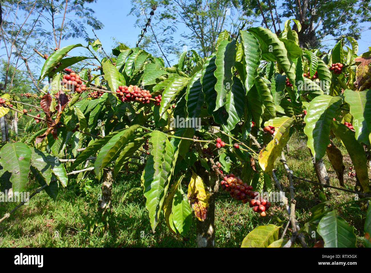 Java indonesia coffee plantation hi-res stock photography and images ...