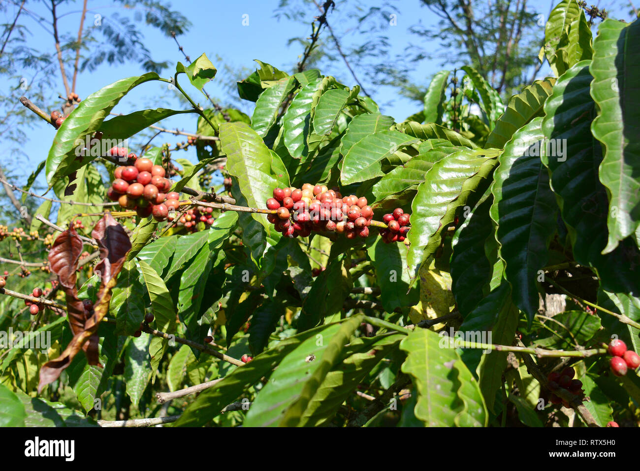 Coffee plantation in Java, Indonesia, Asia Stock Photo - Alamy