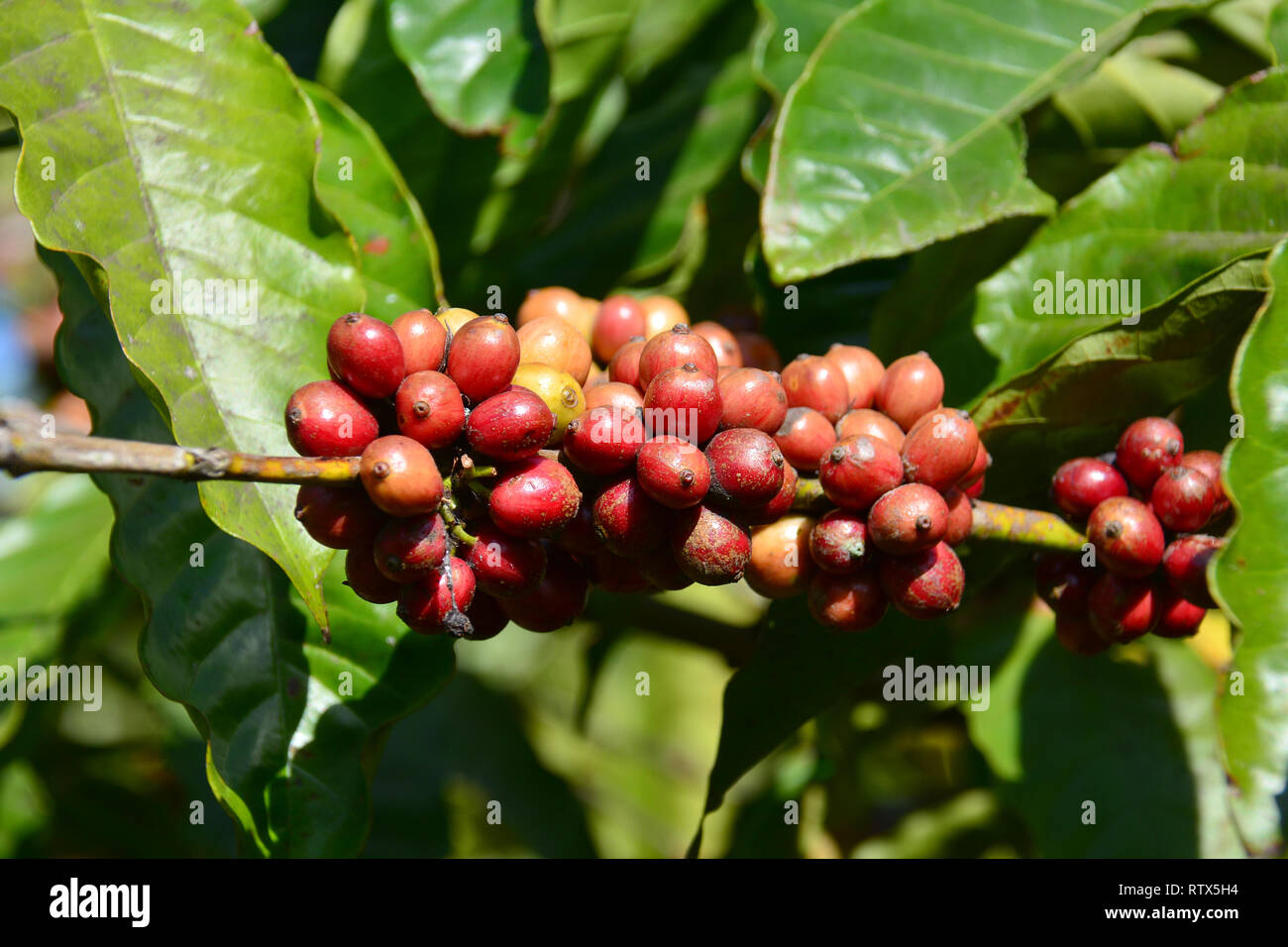 Java coffee plantation hi-res stock photography and images - Alamy