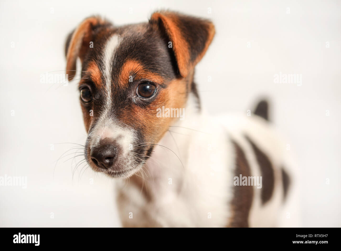 Jack Russell terrier puppy, detail on head, with light background Stock ...