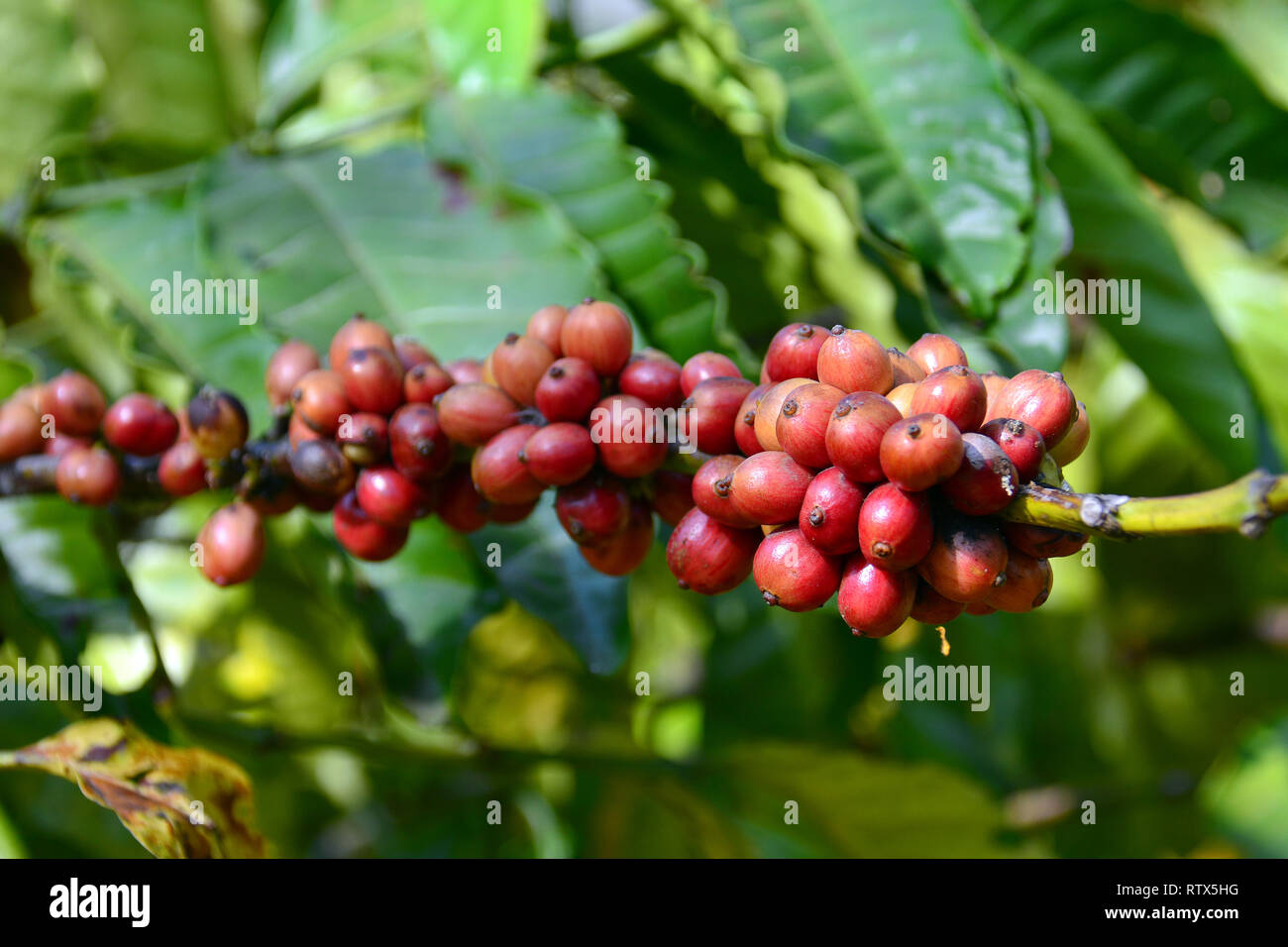 Coffee plantation in Java, Indonesia, Asia Stock Photo - Alamy
