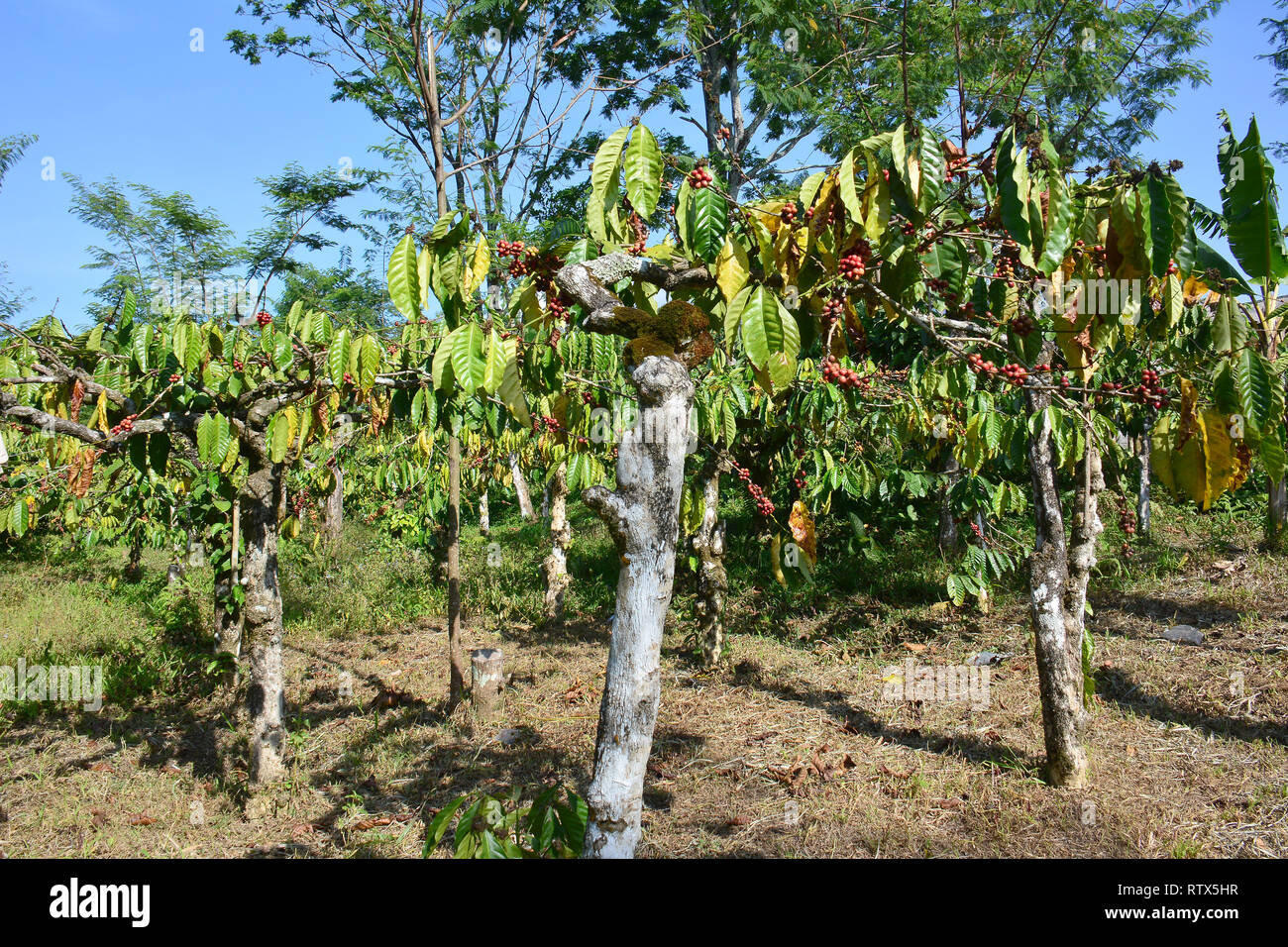 Java coffee plantation hi-res stock photography and images - Alamy
