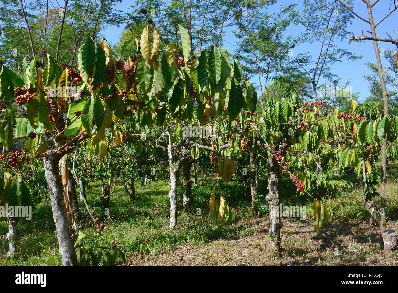 Coffee plantation in Java, Indonesia, Asia Stock Photo - Alamy