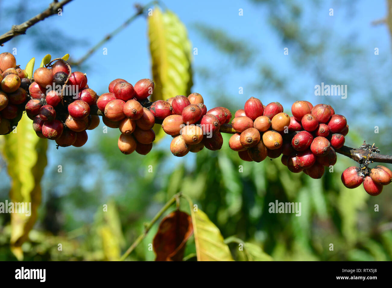 Coffee plantation in Java, Indonesia, Asia Stock Photo - Alamy