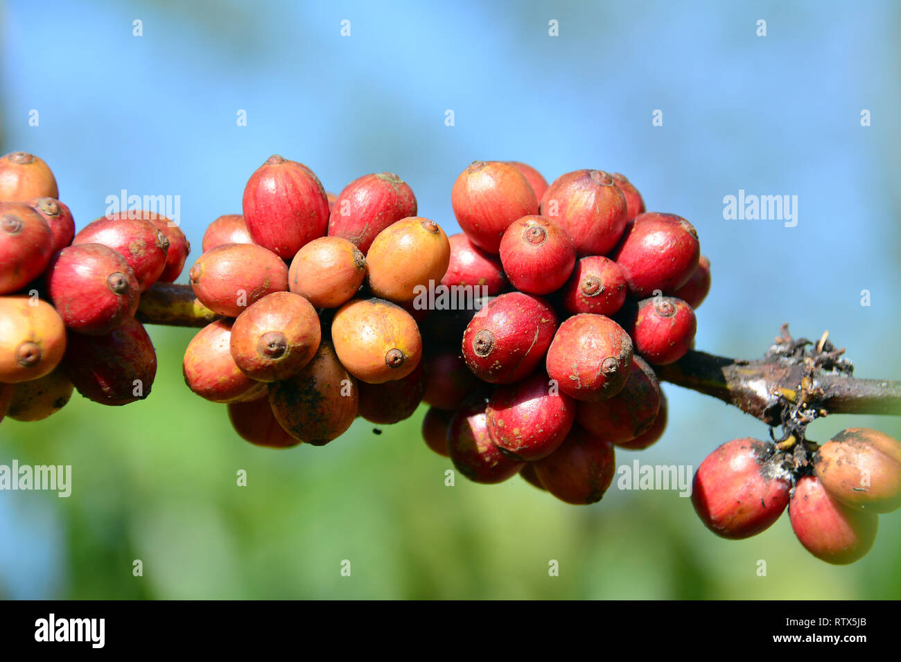 Coffee plantation in Java, Indonesia, Asia Stock Photo - Alamy