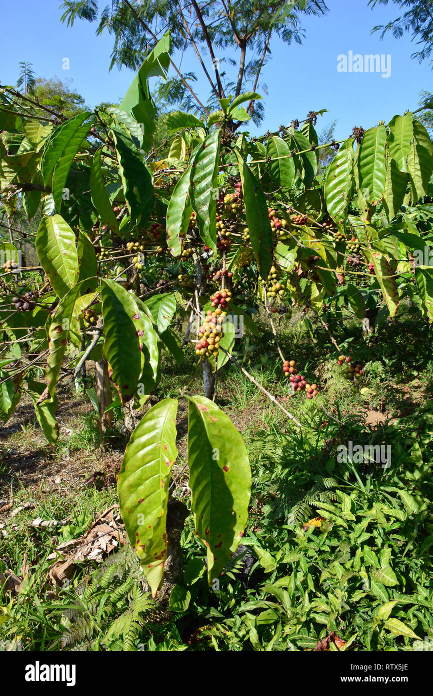 Coffee plantation in Java, Indonesia, Asia Stock Photo - Alamy