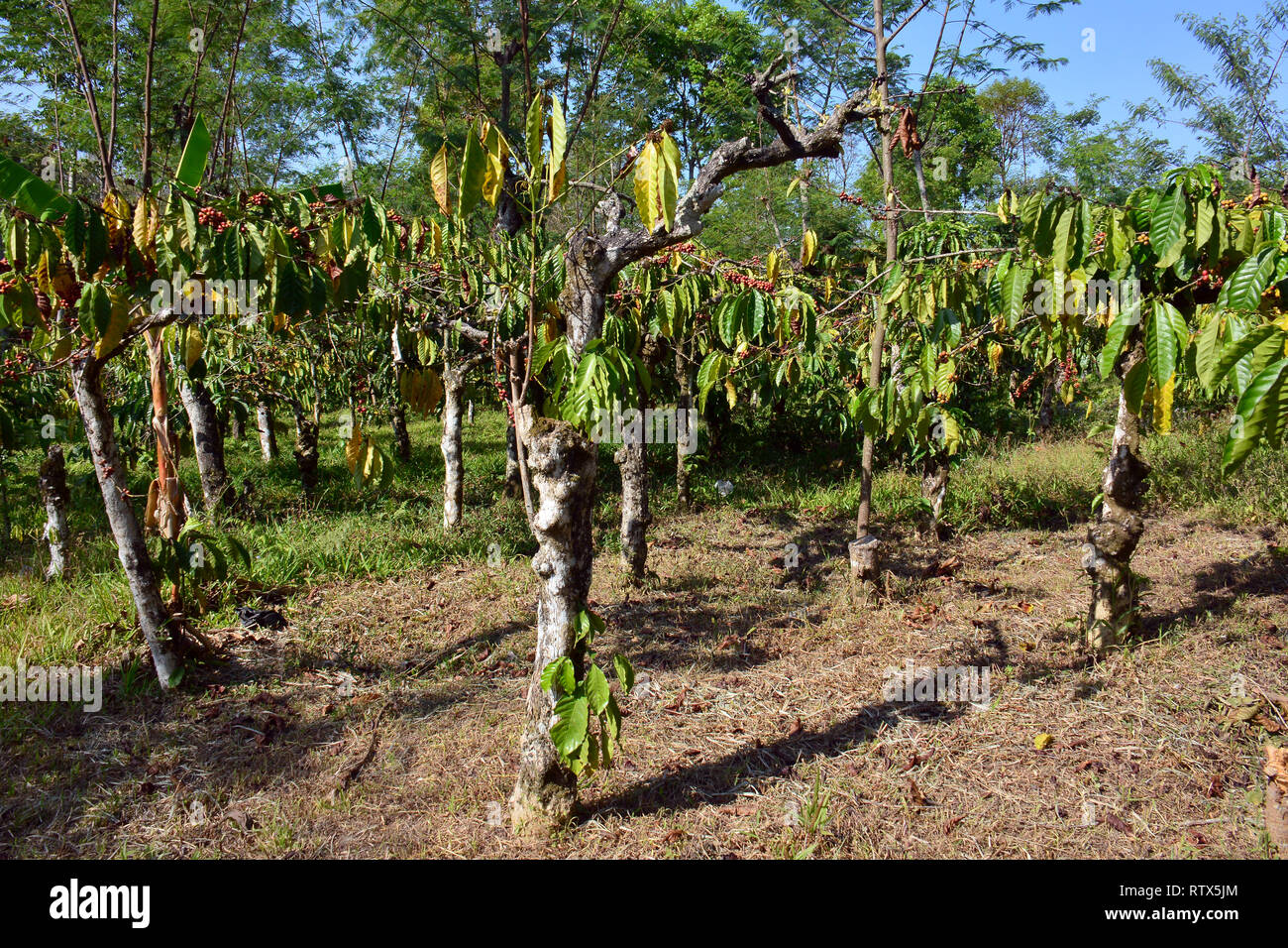 Coffee plantation in Java, Indonesia, Asia Stock Photo - Alamy