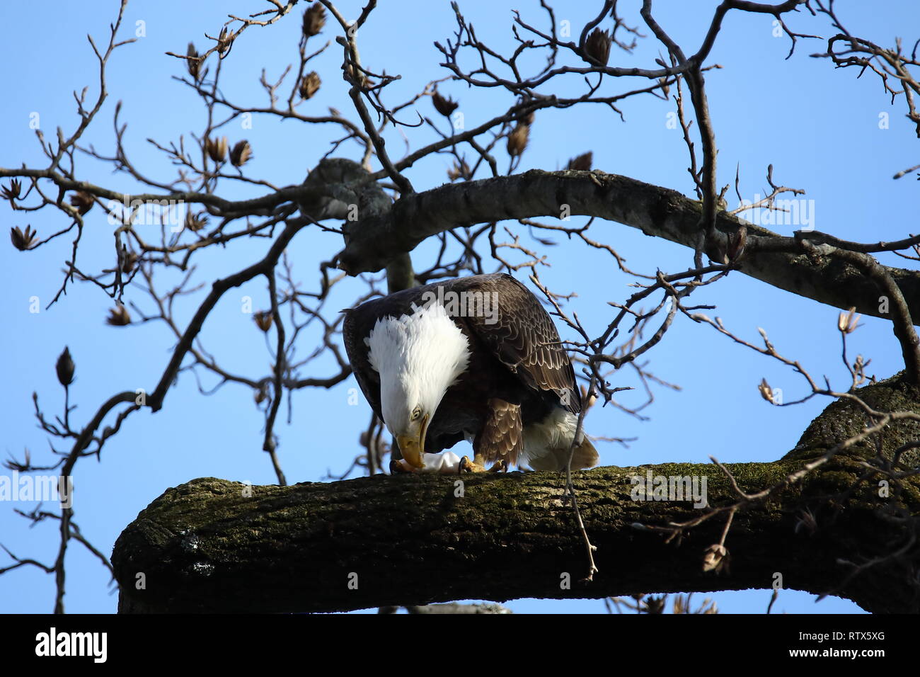 Conowingo Dam Eagle Stock Photo - Alamy