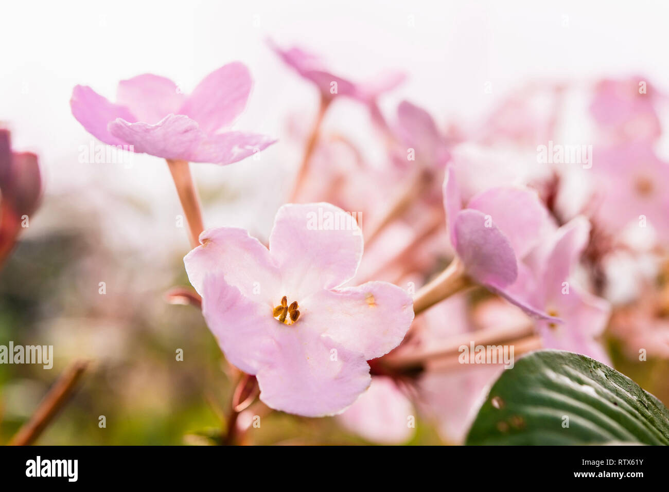 Small flowers in the tropical rain forest Stock Photo - Alamy