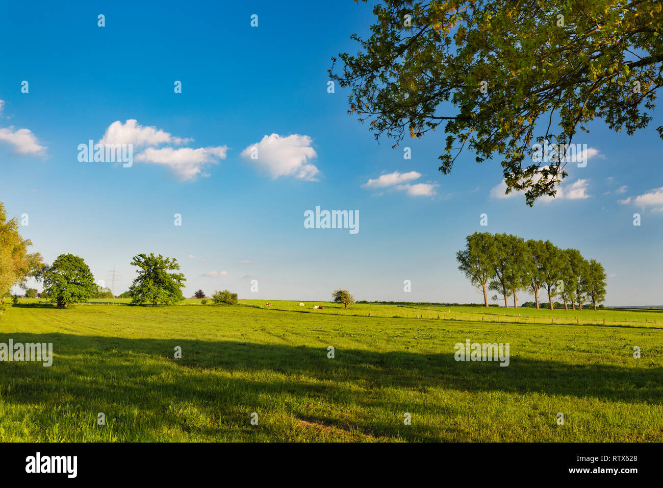 Meadows, trees and cattle in green spring landscape in the northern ...