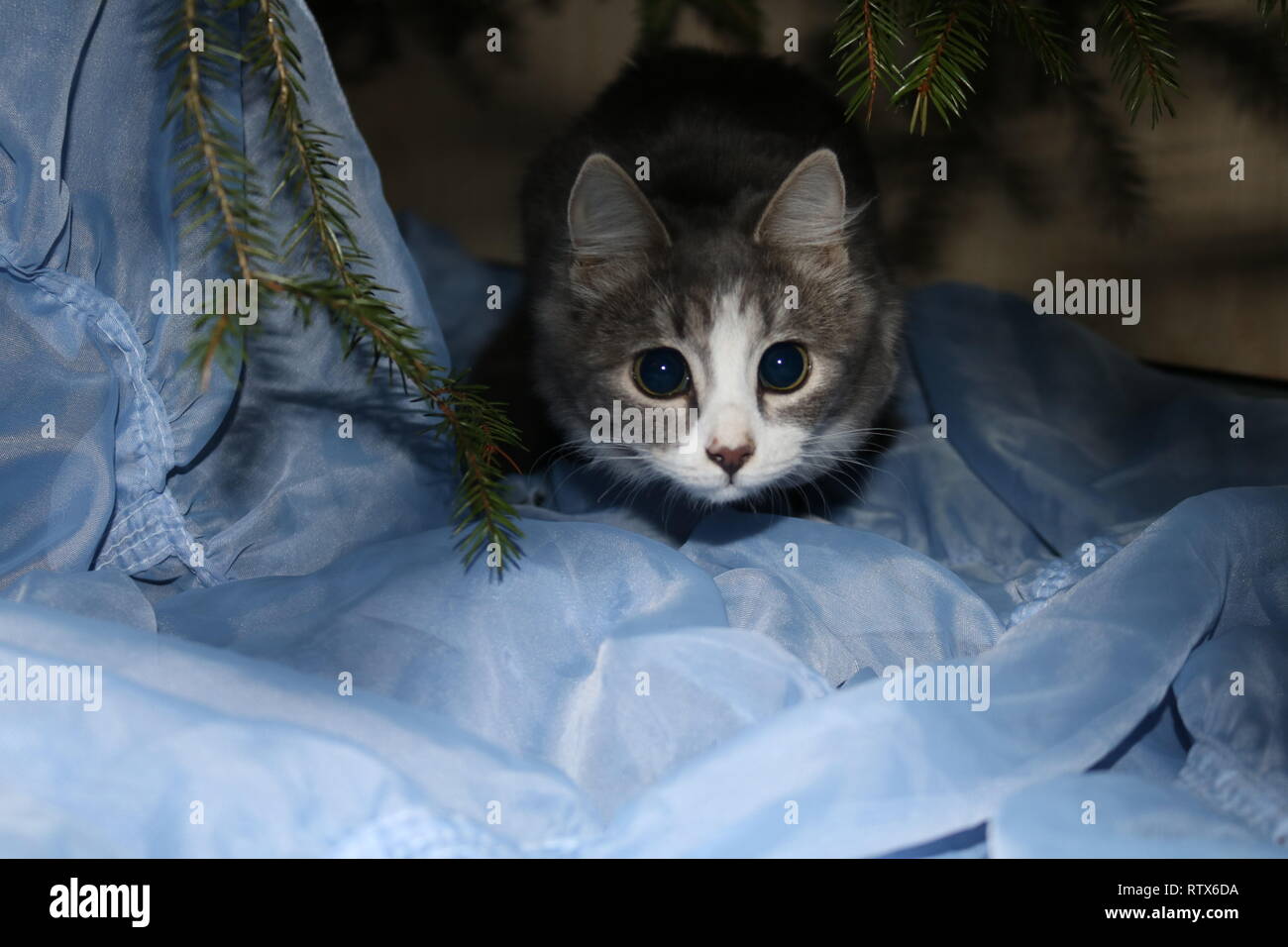 Cat under a Christmas tree Stock Photo - Alamy