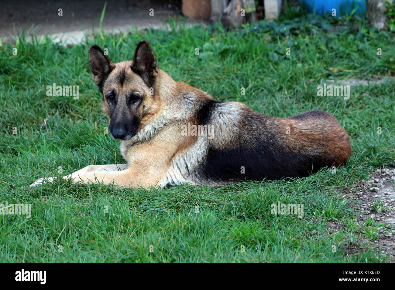 Strong german shepherd dog lying on uncut grass looking curiously at ...