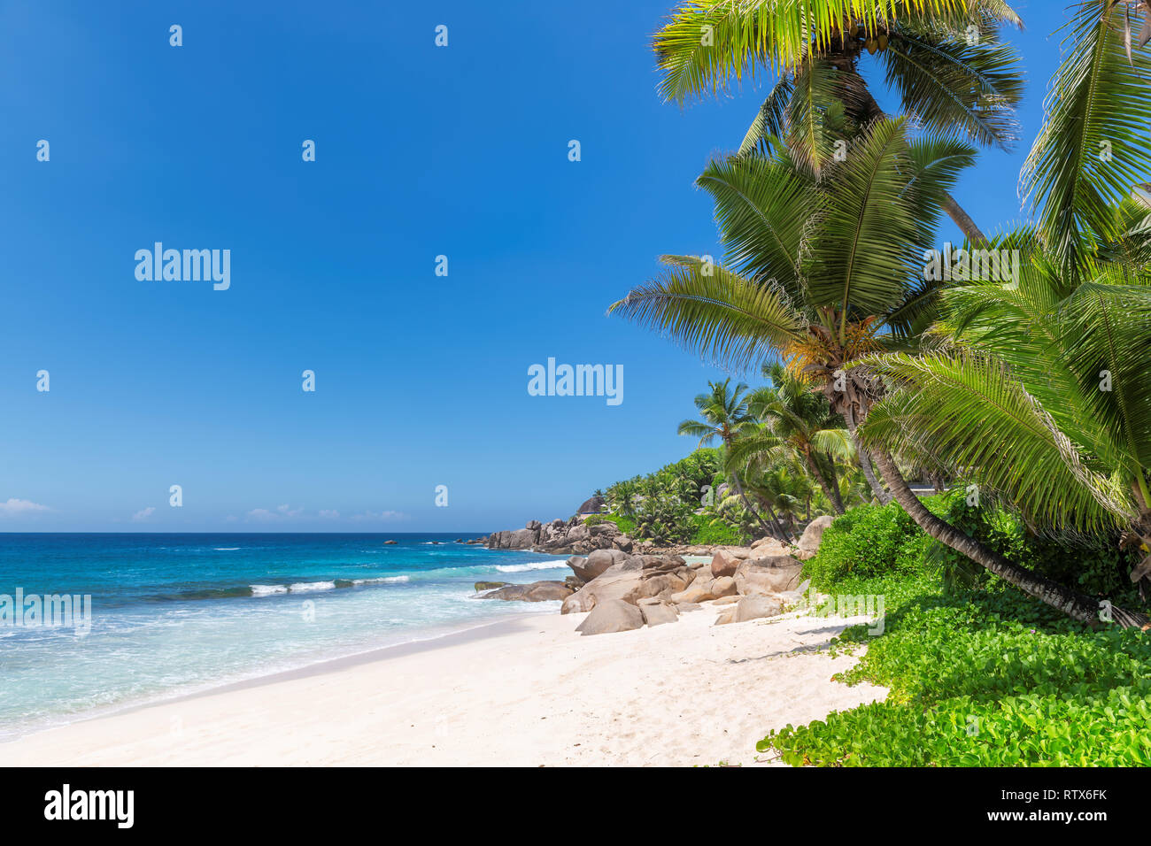 Beach coconut palms hi-res stock photography and images - Alamy